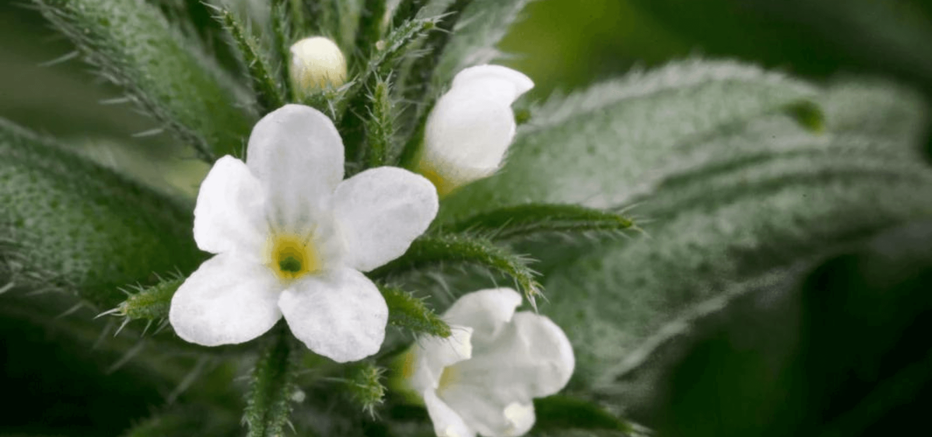 Ahiflower Oil: The Ultimate Vegan Source of Omega-3 Benefits